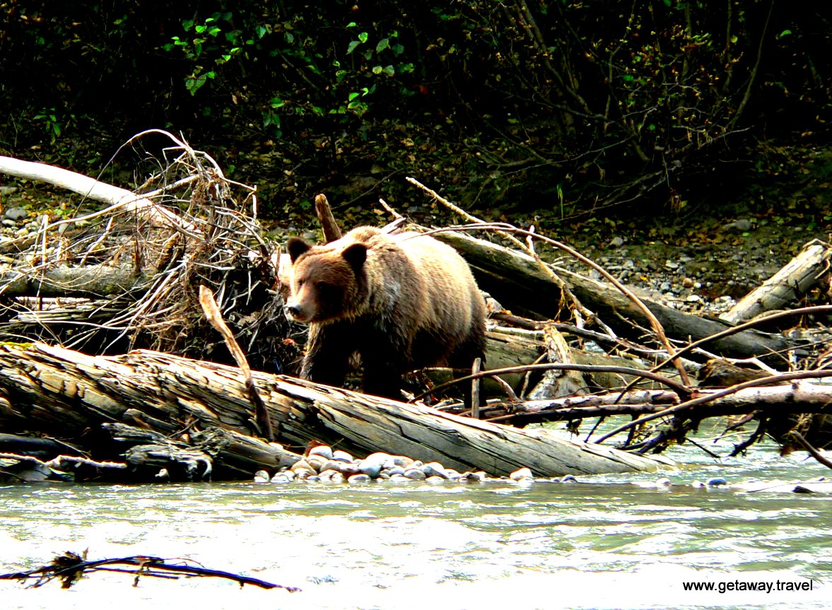 Bear floating back from Chilkoot trail | GetAway Travel LLC