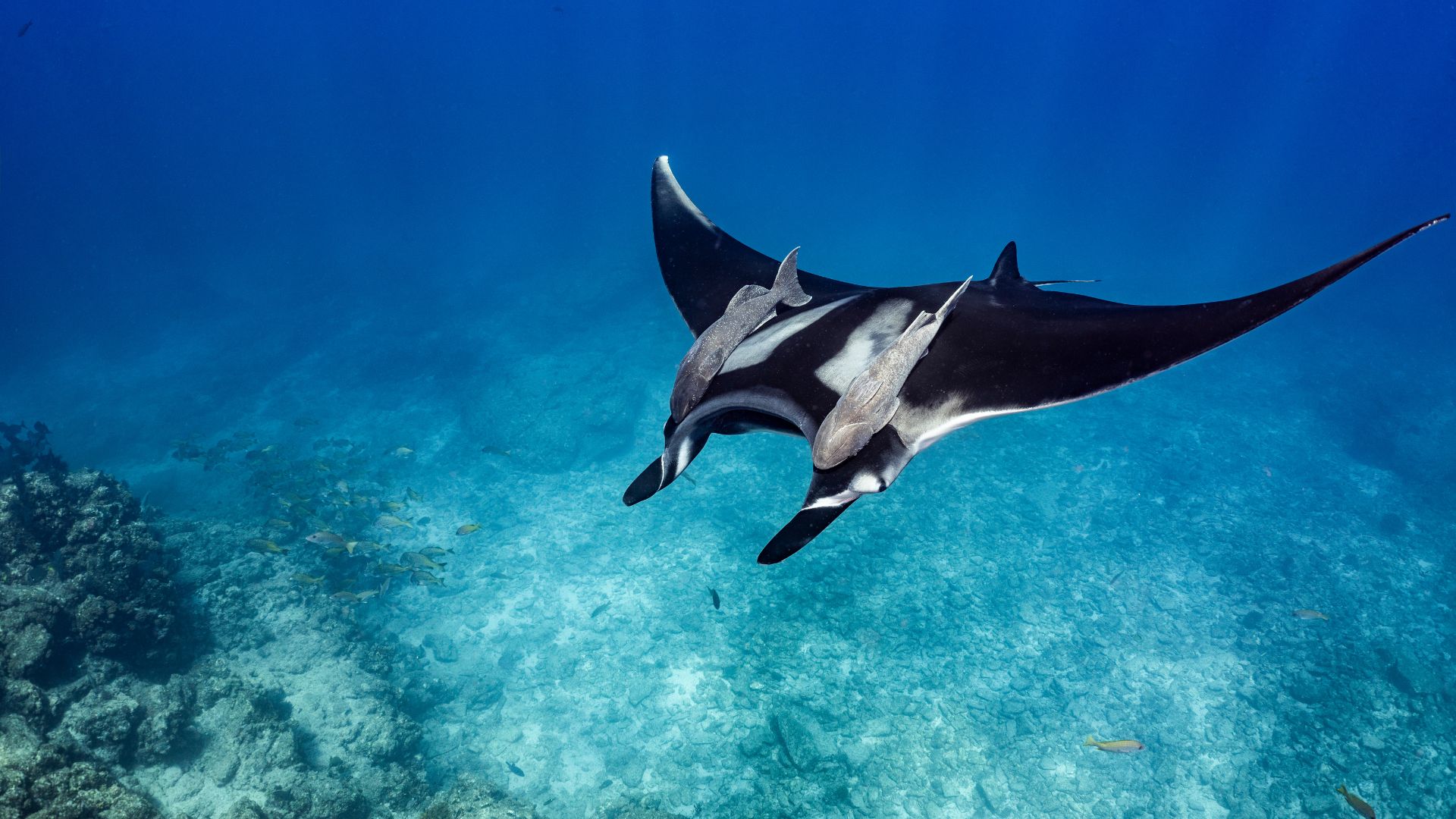 manta ray with remora fish | GetAway Travel LLC